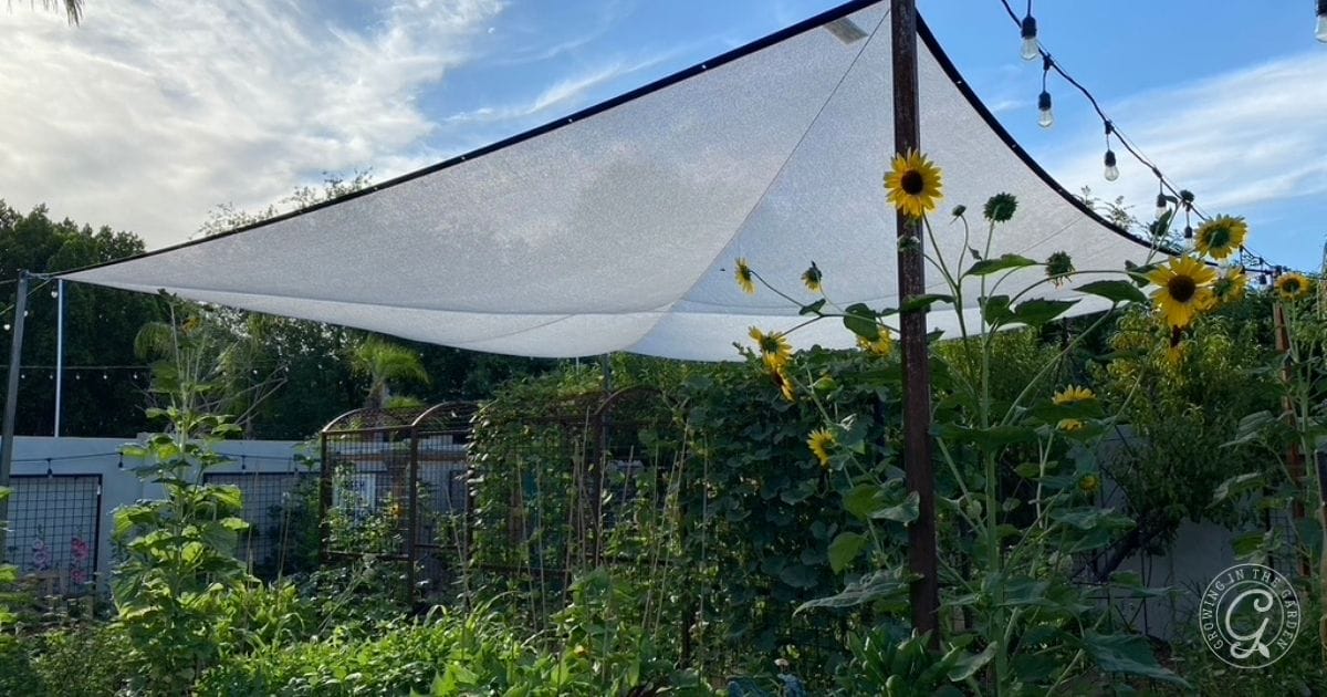 Desert Gardening: How to Grow Vegetables in a Hot, Dry Climate ...