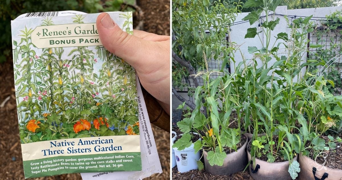 Three Sisters Grow Bag Garden - Growing In The Garden