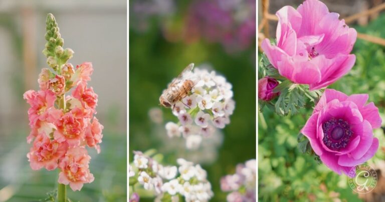 Arizona Garden in March - Growing In The Garden