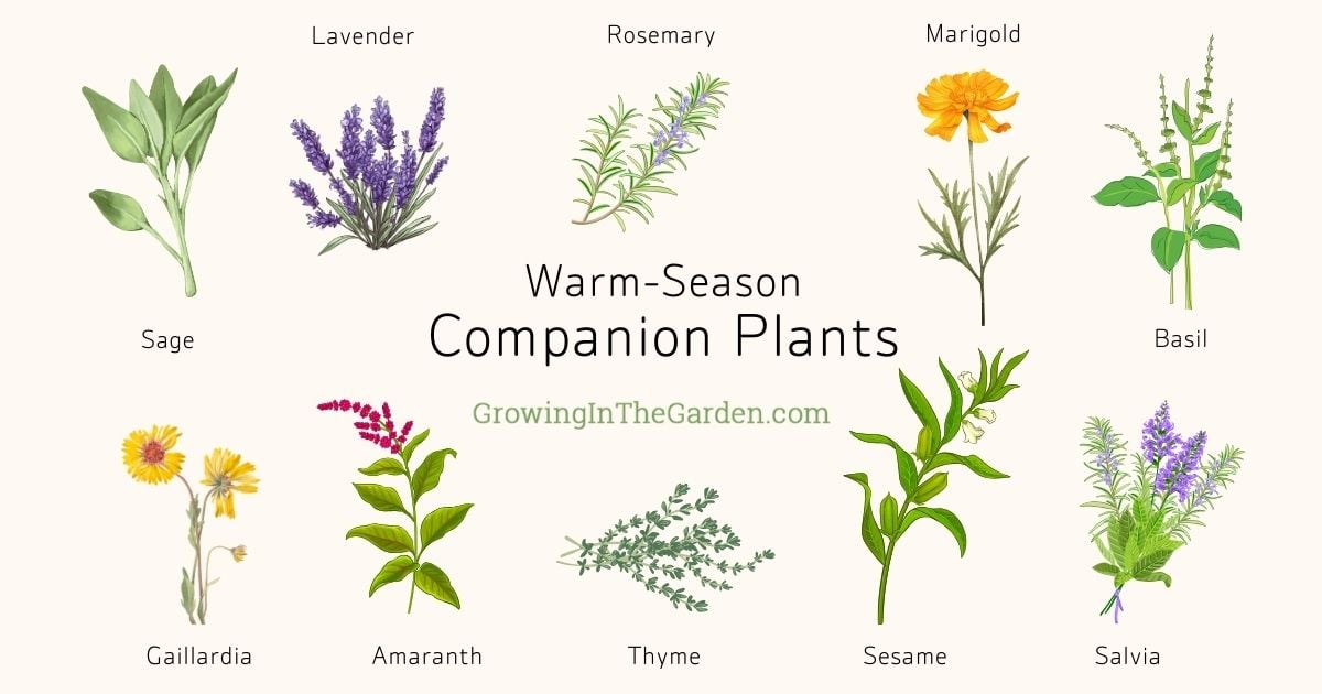Best Companion Plants for Warm-Season Gardens - Growing In The Garden
