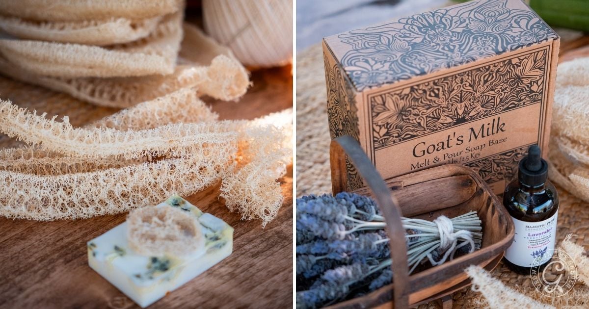 What to Do With Loofah (and How to Use It!) - Growing In The Garden