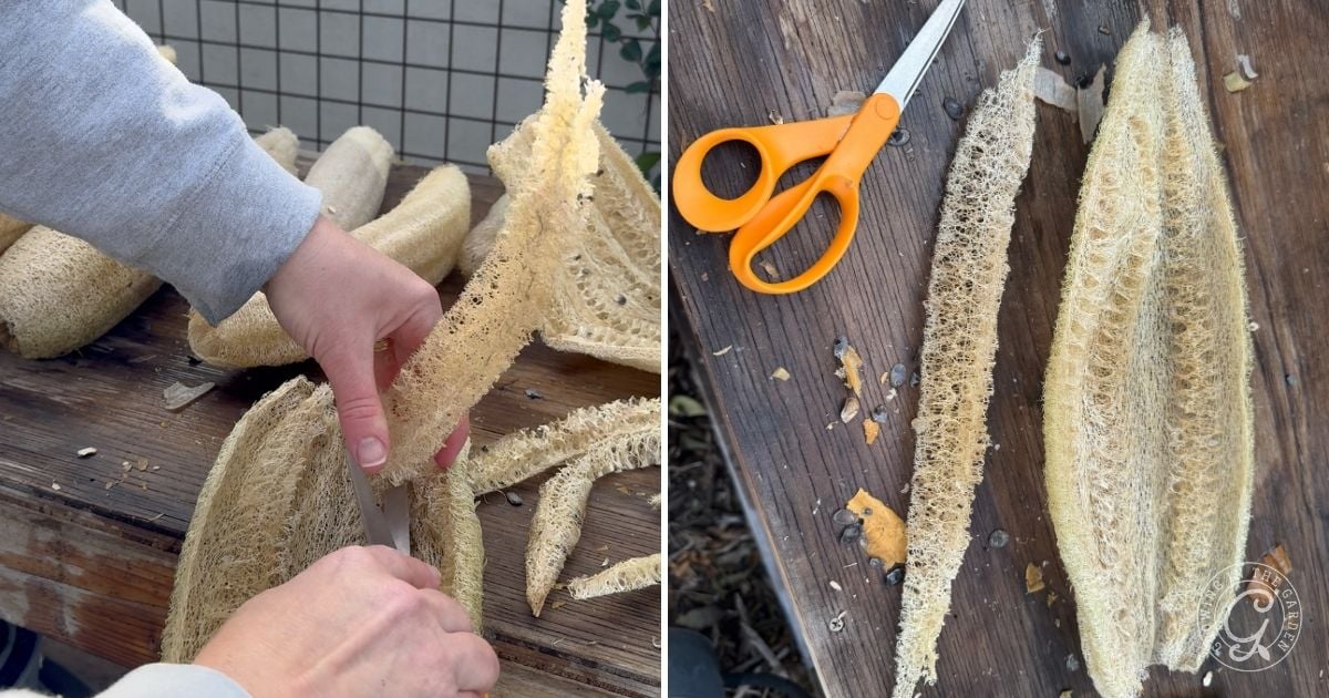 What to Do With Loofah (and How to Use It!) - Growing In The Garden