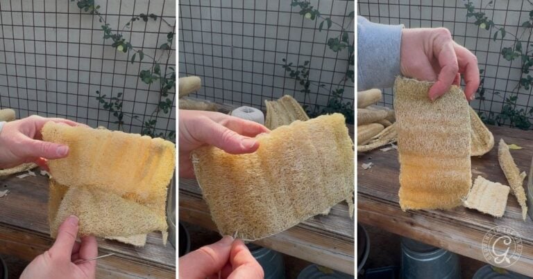 What to Do With Loofah (and How to Use It!) - Growing In The Garden