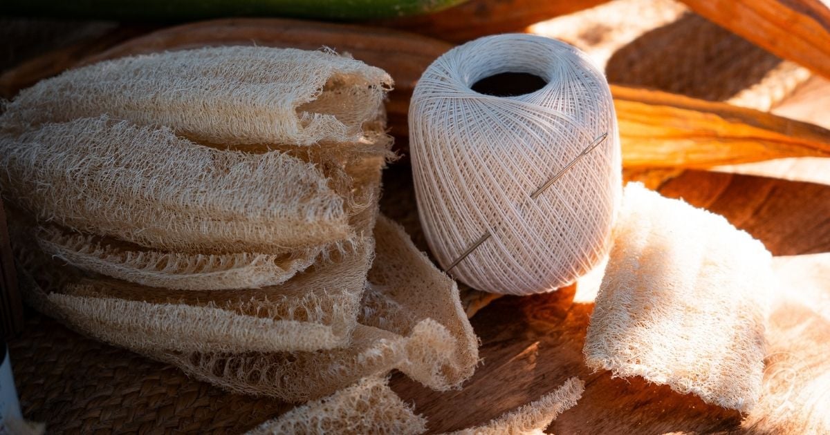 What to Do With Loofah (and How to Use It!) - Growing In The Garden