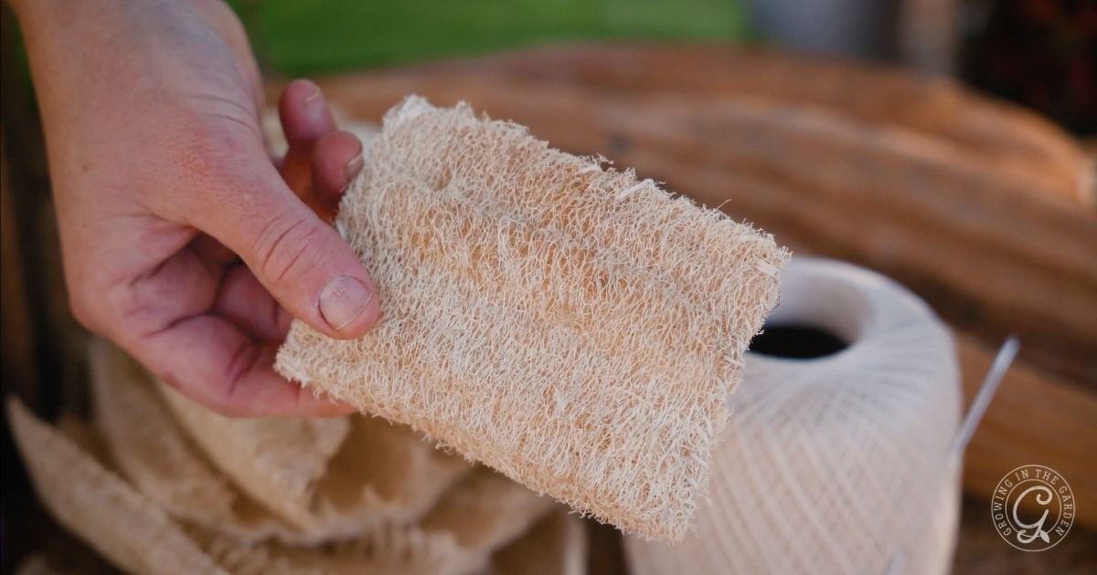 What to Do With Loofah (and How to Use It!) - Growing In The Garden