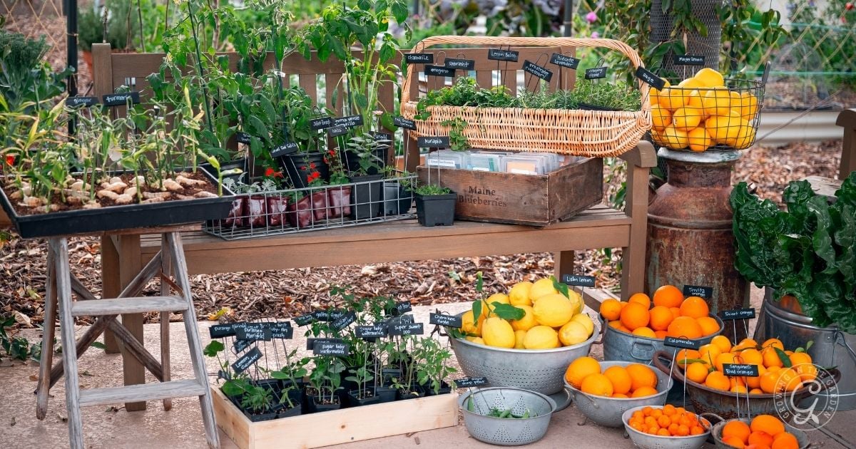 What to Plant in March in Arizona - Growing In The Garden