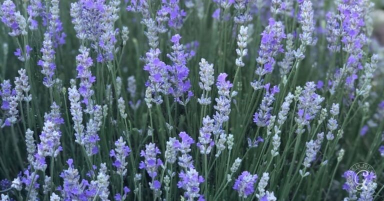 Best Lavender Varieties For Hot Climates - Growing In The Garden