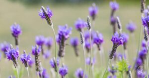 Best Lavender Varieties For Hot Climates - Growing In The Garden