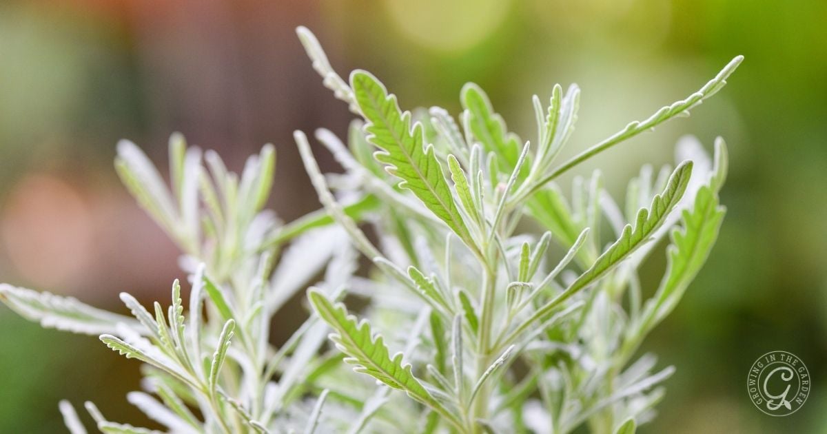 Best Lavender Varieties For Hot Climates - Growing In The Garden