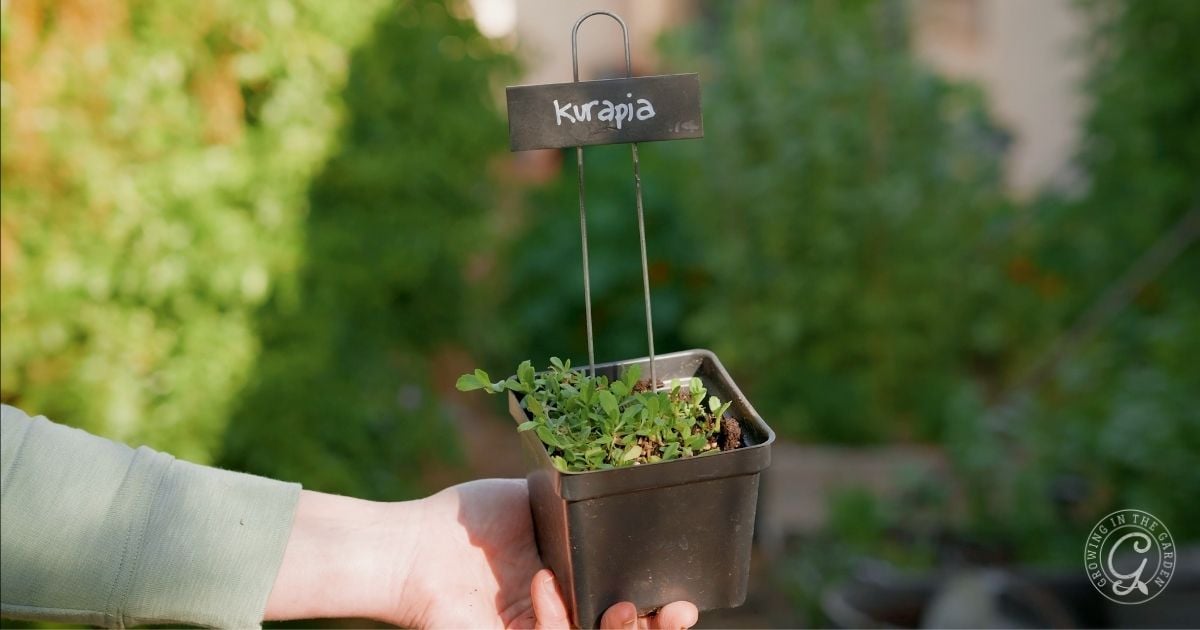 Kurapia: A Low-Water Lawn Alternative for Desert Gardens - Growing In ...