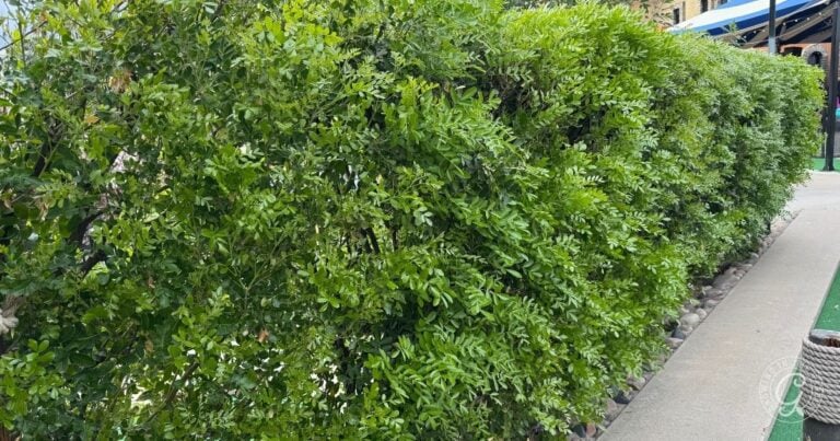 Texas Mountain Laurel: How to Grow this Desert Favorite