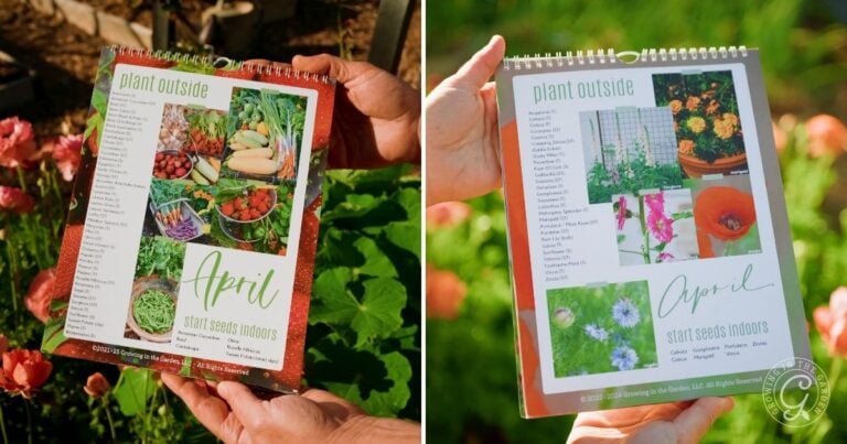 What to Plant in April in Arizona - Growing In The Garden
