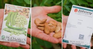 Fava Beans: Cover Crop & Edible Harvest - Growing In The Garden