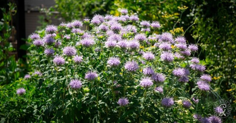 Arizona Herb Planting Guide: A Visual Guide for Low Desert Herbs