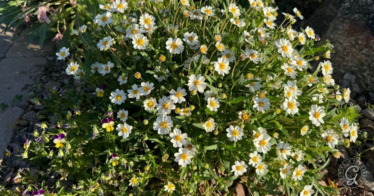 Perennials for Pollinators in Your Desert Garden - Growing In The Garden