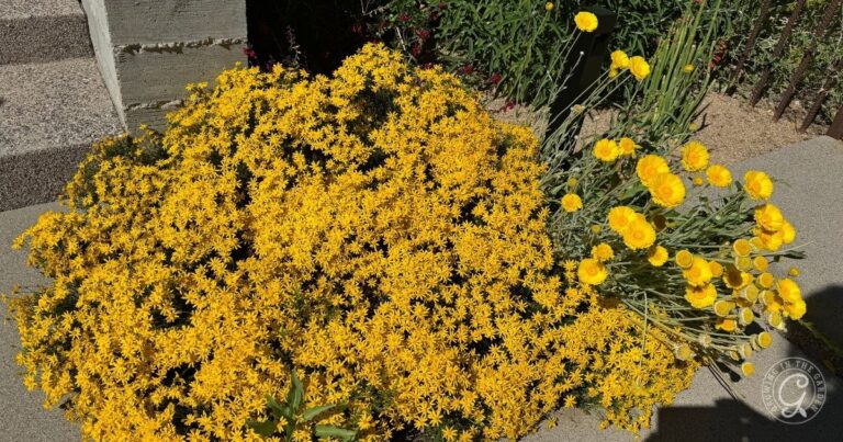 Perennials for Pollinators in Your Desert Garden - Growing In The Garden
