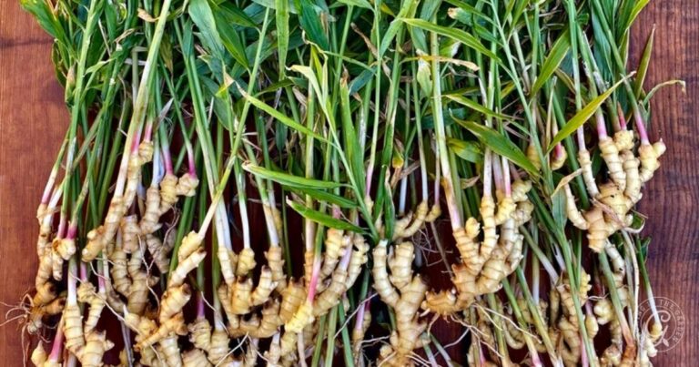 Arizona Herb Planting Guide: A Visual Guide for Low Desert Herbs