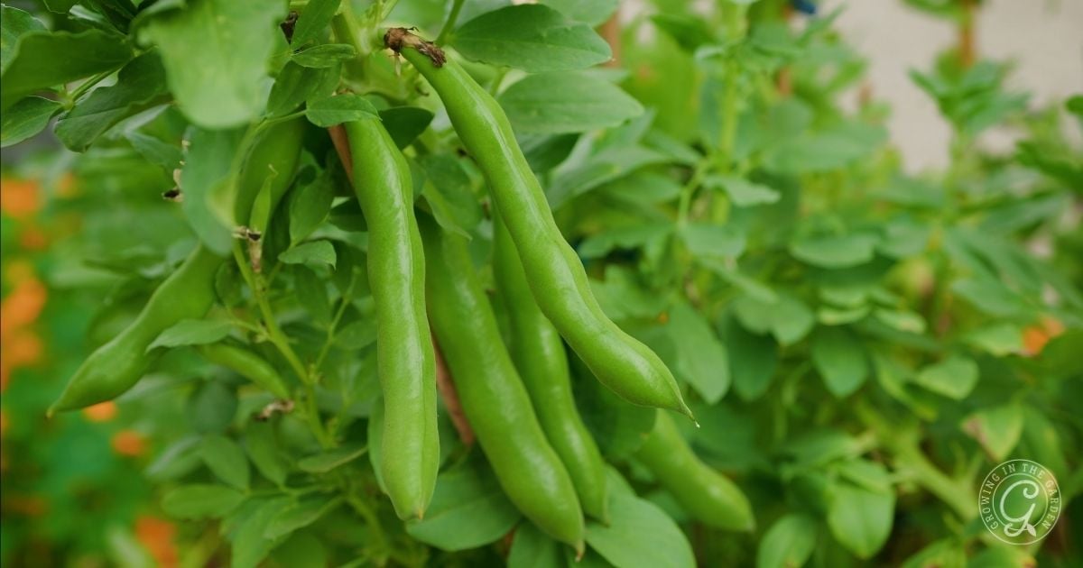 Fava Beans: Cover Crop & Edible Harvest - Growing In The Garden