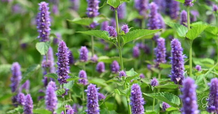Arizona Herb Planting Guide: A Visual Guide for Low Desert Herbs