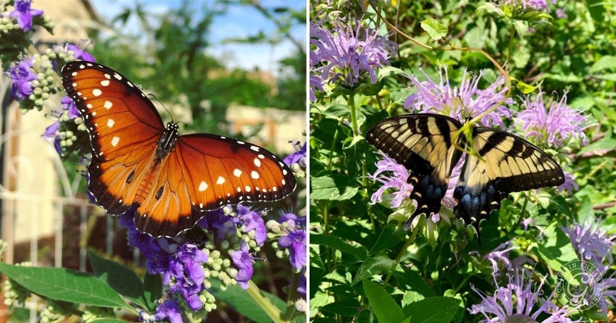 Planting for Pollinators: Create an Insectary Garden Anywhere Planting for Pollinators: Create an Insectary Garden Anywhere