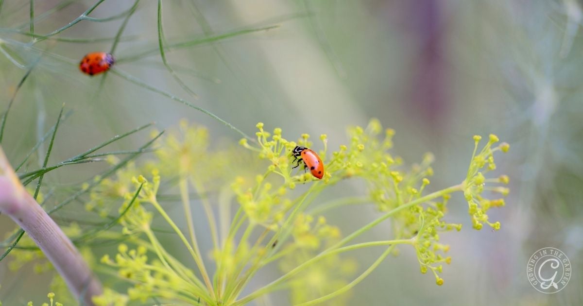 Planting for Pollinators: Create an Insectary Garden Anywhere