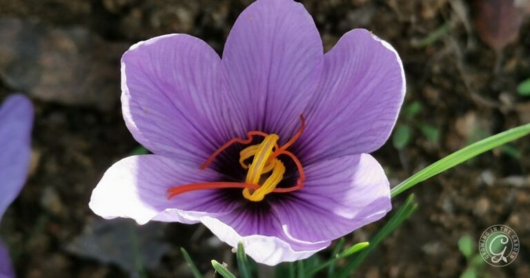 Arizona Herb Planting Guide: A Visual Guide for Low Desert Herbs