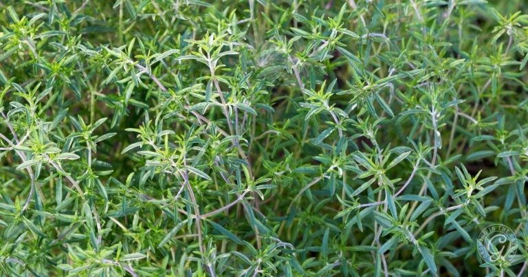 Arizona Herb Planting Guide: A Visual Guide for Low Desert Herbs