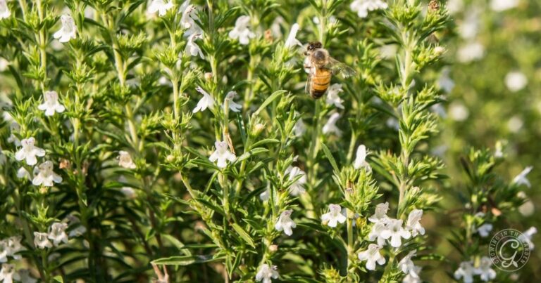 Arizona Herb Planting Guide: A Visual Guide for Low Desert Herbs