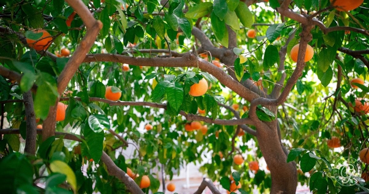 Fertilizing Citrus: What, When, And How To Feed Citrus Trees