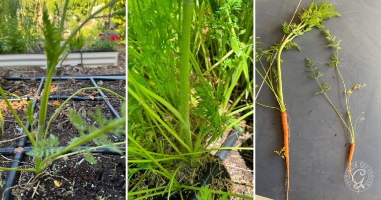 Why Carrots Bolt (and What to Do About It)