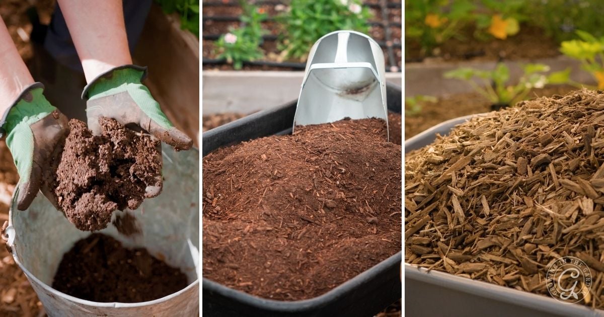 Fertilizing Citrus: What, When, And How To Feed Citrus Trees