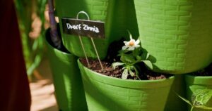 GreenStalk Gardening Tips for Hot Climates - Growing In The Garden