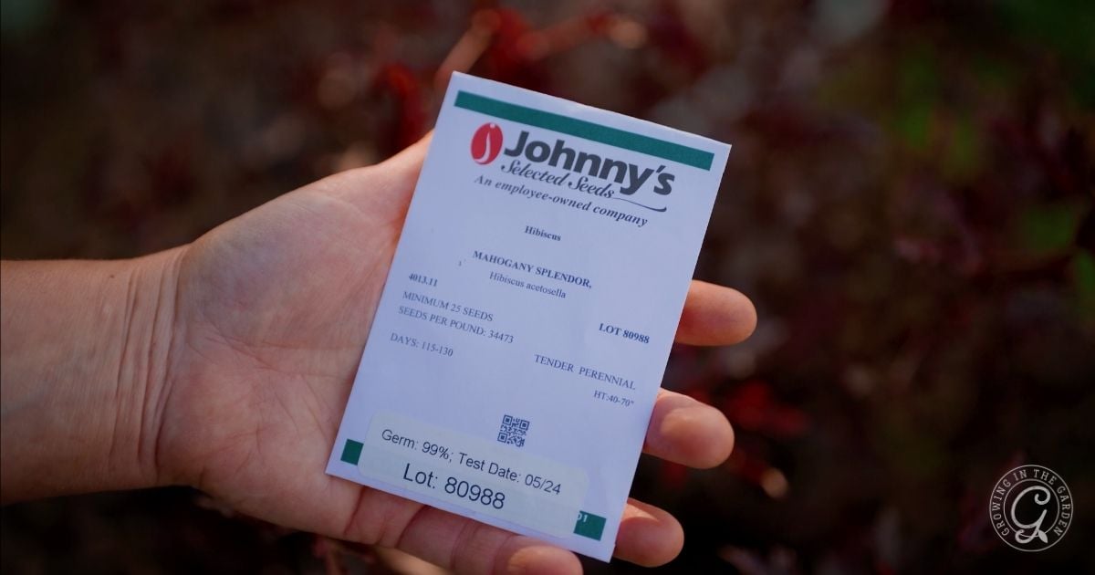 How to Grow Mahogany Splendor Hibiscus - Growing In The Garden