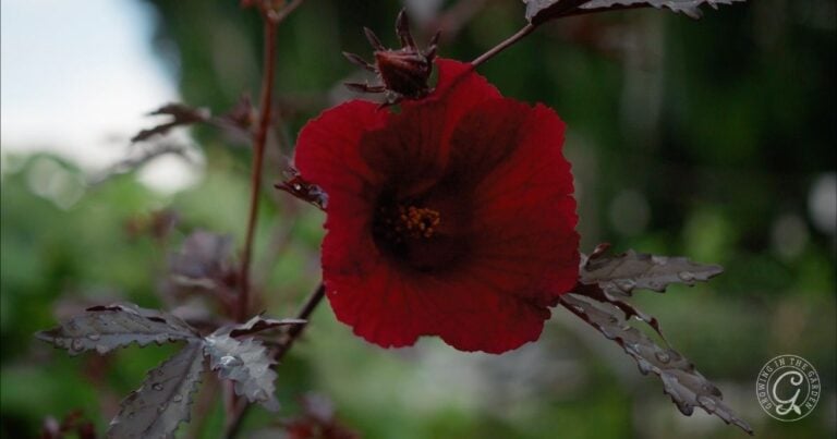 How to Grow Mahogany Splendor Hibiscus - Growing In The Garden