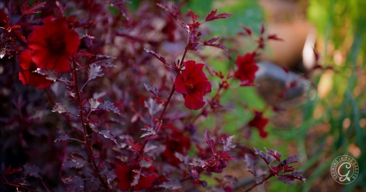 How to Grow Mahogany Splendor Hibiscus - Growing In The Garden