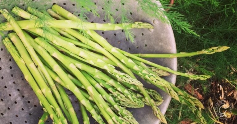 Arizona Vegetable Planting Guide: A Visual Guide for Low Desert Vegetables