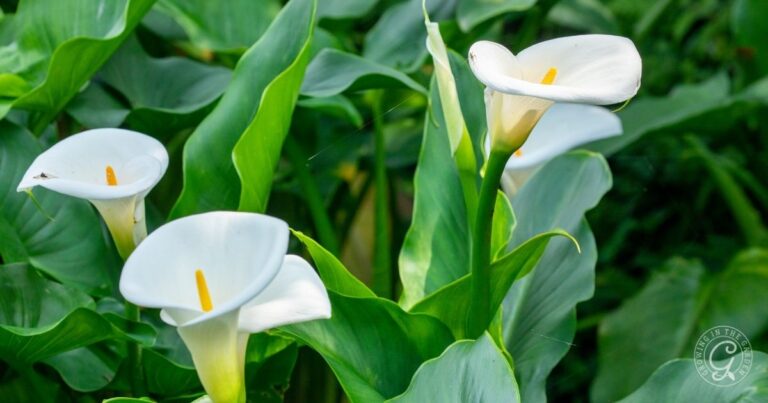 Arizona Annual Flowers: A Visual Guide for Low-Desert Flowers - Growing ...