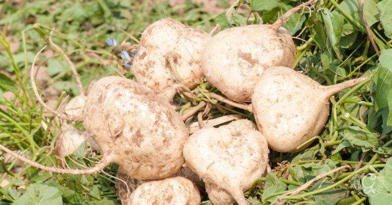 Arizona Vegetable Planting Guide: A Visual Guide for Low Desert Vegetables