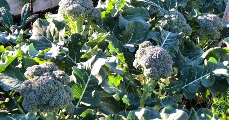 Arizona Vegetable Planting Guide: A Visual Guide for Low Desert Vegetables