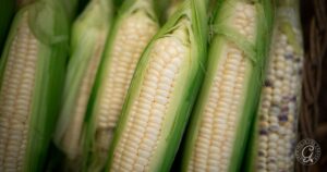 Arizona Vegetable Planting Guide: A Visual Guide for Low Desert Vegetables