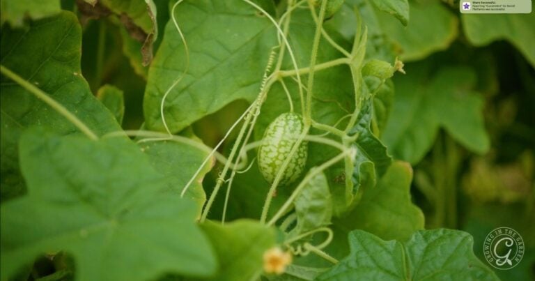 Arizona Vegetable Planting Guide: A Visual Guide for Low Desert Vegetables