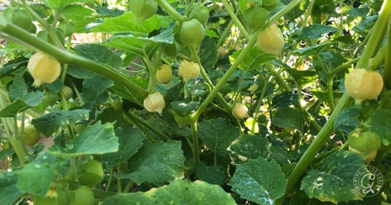 Arizona Vegetable Planting Guide: A Visual Guide for Low Desert Vegetables
