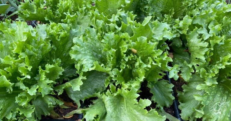 Arizona Vegetable Planting Guide: A Visual Guide for Low Desert Vegetables