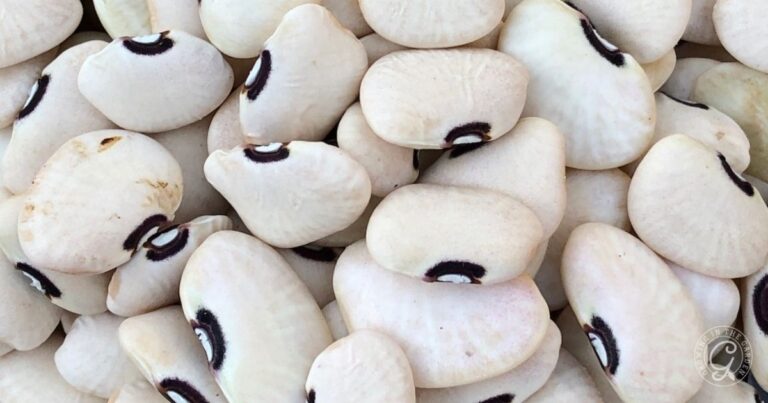 How to Grow Lima Beans: Complete Guide & Tips for Hot Climates