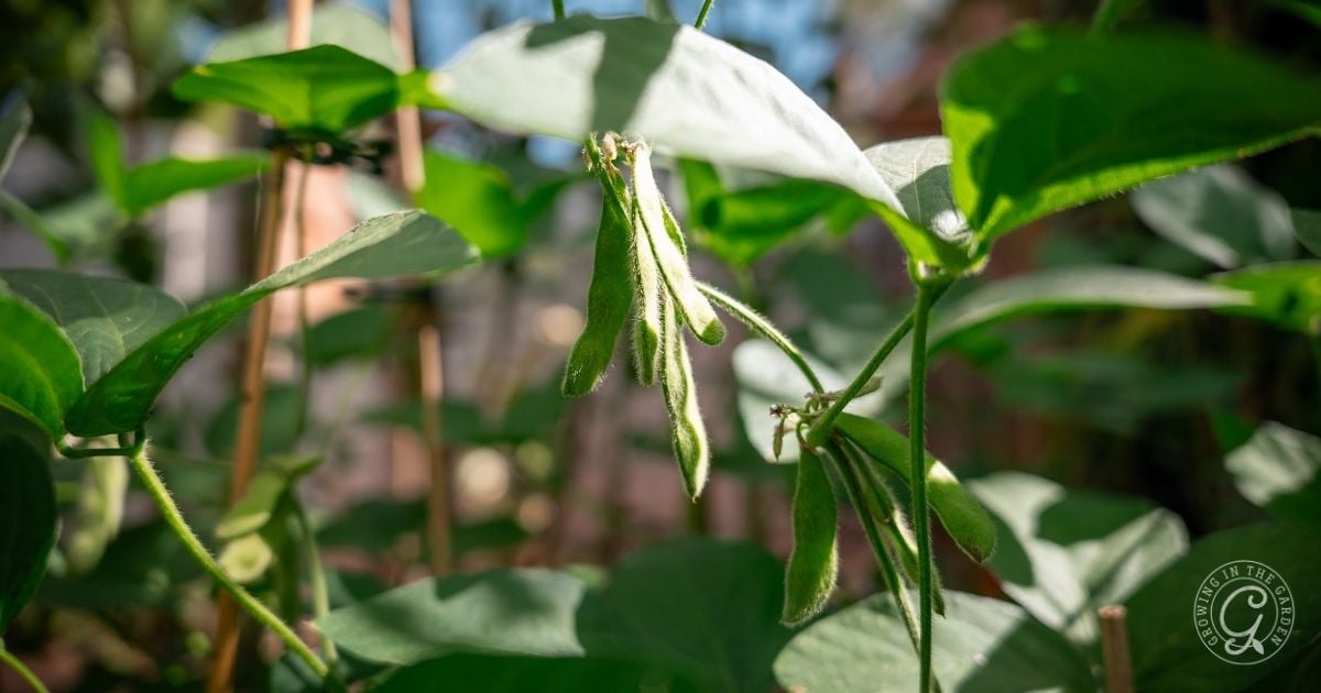 How to Grow Edamame - Growing In The Garden