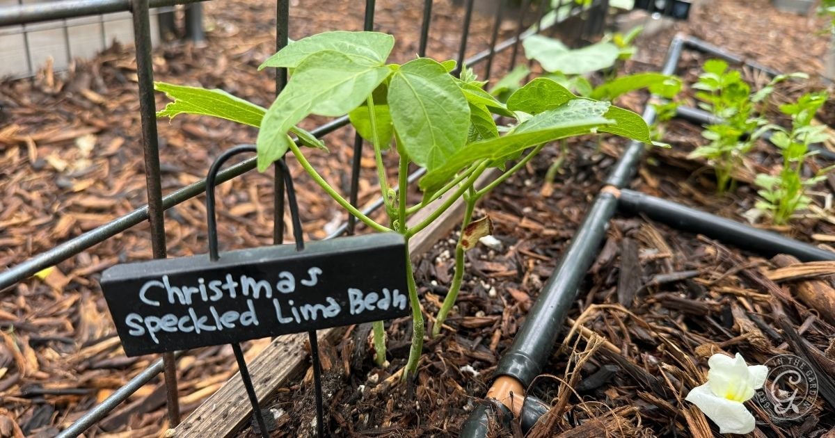 How to Grow Lima Beans: Complete Guide & Tips for Hot Climates