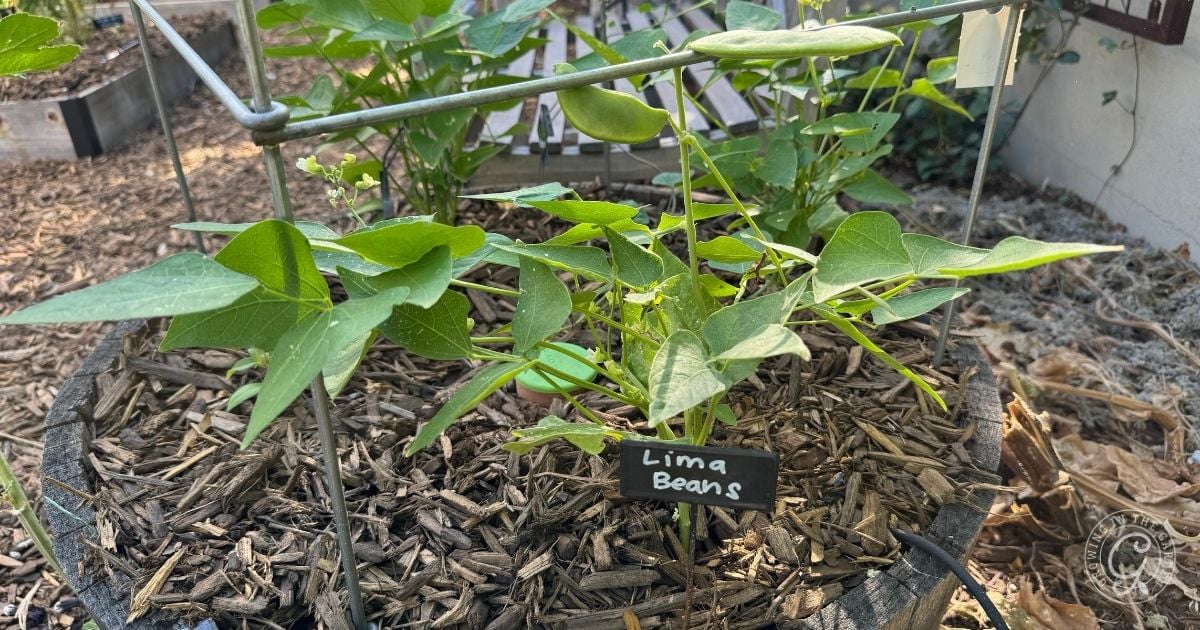 How to Grow Lima Beans: Complete Guide & Tips for Hot Climates