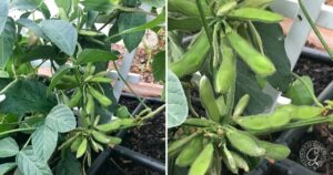How to Grow Edamame - Growing In The Garden