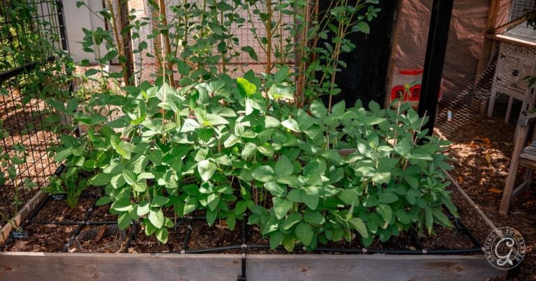 How to Grow Edamame - Growing In The Garden