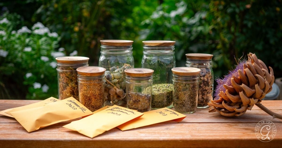 How to Save Seeds: A Beginner’s Guide to Seed Saving - Growing In The ...
